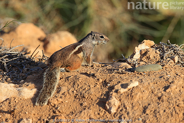 Stock photo of Barbary ground squirrel (Atlantoxerus getulus) Morocco ...