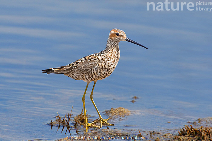 Stock photo of Stilt sandpiper (Calidris himantopus) adult male ...
