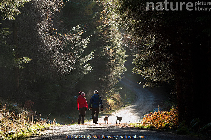 Stock photo of Walkers in Cardrona, Tweed Valley, Forestry Commission ...