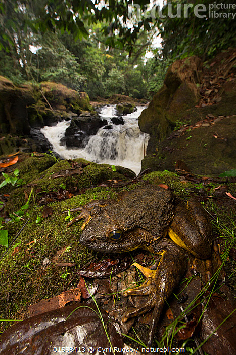 Stock photo of Goliath frog (Conraua goliath) near pool with waterfall ...
