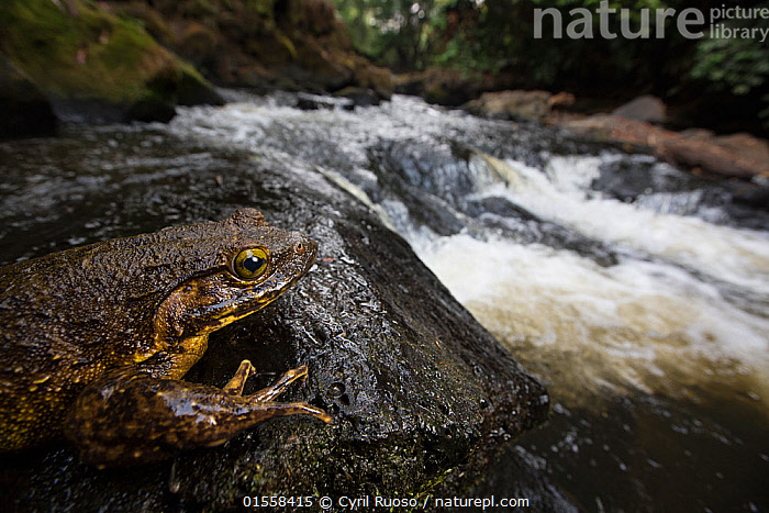 Stock photo of Goliath frog (Conraua goliath) near pool with waterfall ...