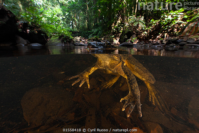 Stock photo of Goliath frog (Conraua goliath) underwater, Cameroon ...
