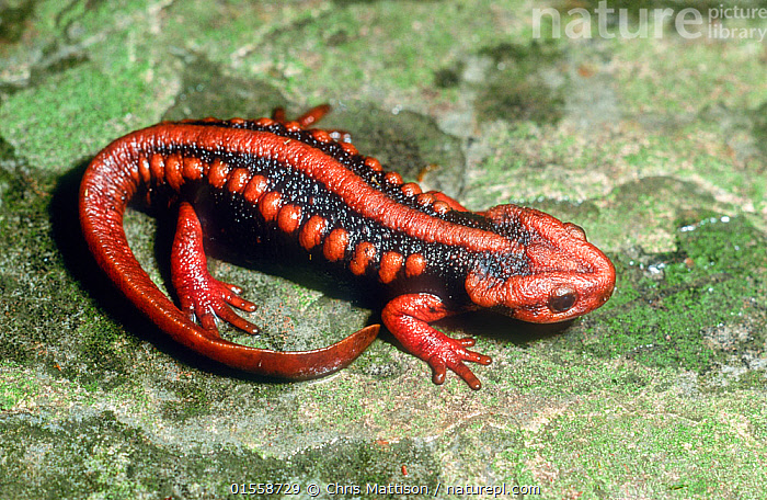 Stock photo of Mandarin newt (Tylototriton verrucosus) captive, occurs ...