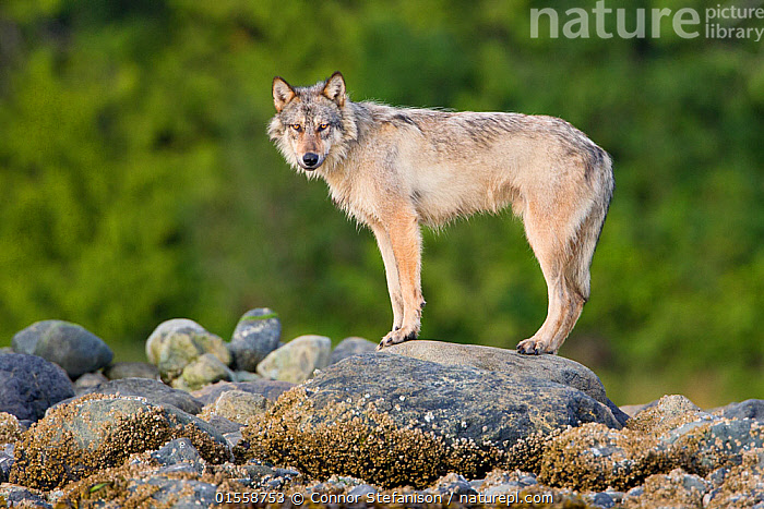 Stock photo of Coastal Grey wolf (Canis lupus) alpha female in the ...