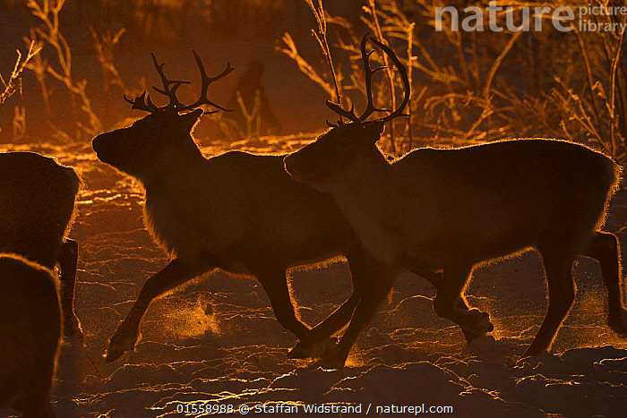 Stock photo of Reindeer (Rangifer tarandus) in atmospheric light ...