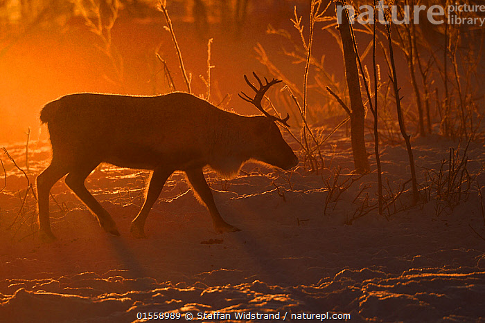 Stock photo of Reindeer (Rangifer tarandus) in atmospheric light ...