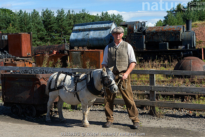 Stock photo of Shetland pony, in full mining harness, is led by a miner ...