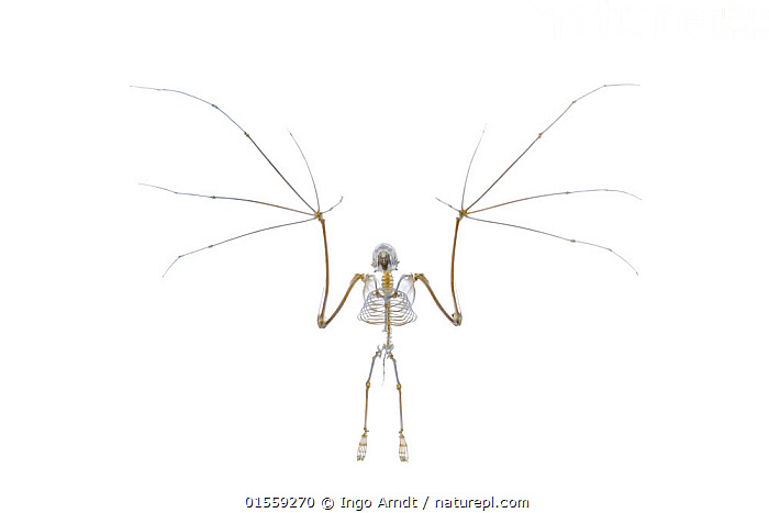 Stock photo of Bat (Palaeochiropteryx tupaiodon) skeleton, bones from ...