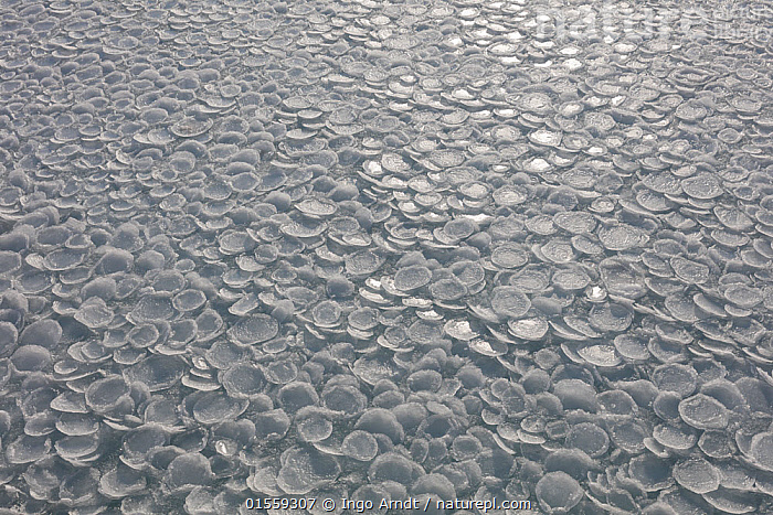 Stock photo of Pancake ice, early stage of formation of sea ice ...