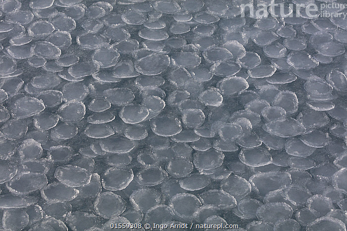 Stock photo of Pancake ice, early stage of formation of sea ice ...