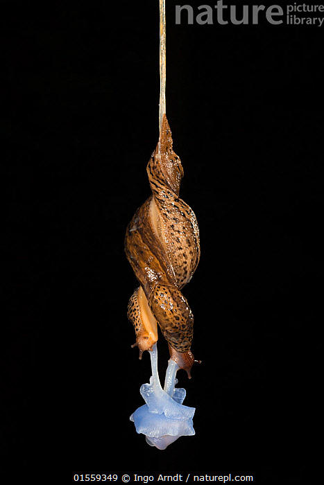 Stock photo of Leopard slug (Limax maximus) mating, hanging from a rope ...