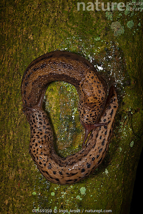 Stock photo of Leopard slug (Limax maximus) mating pair following each ...