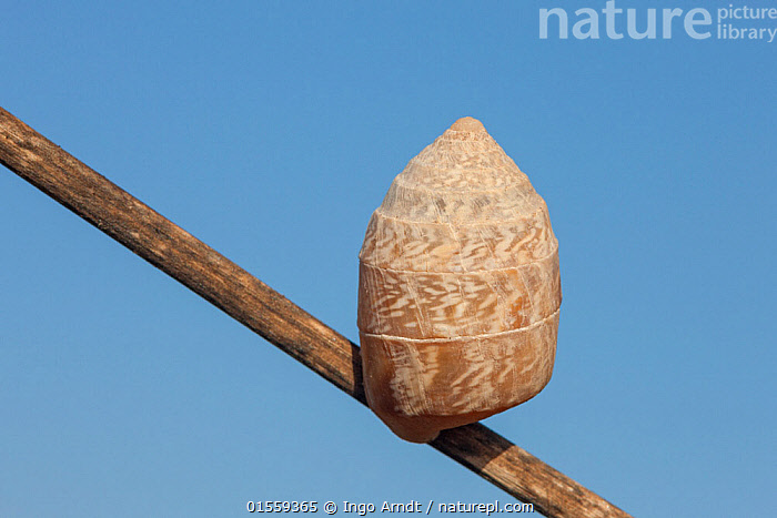 Stock photo of Land snail (Cerion torrei moralesi) closed shell on ...