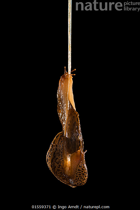 Stock photo of Leopard slug (Limax maximus) mating, hanging from a rope ...