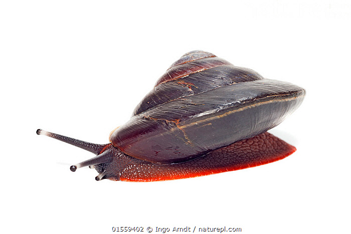 Stock photo of Land snail (Caracolus excellens) Dominican Republic ...