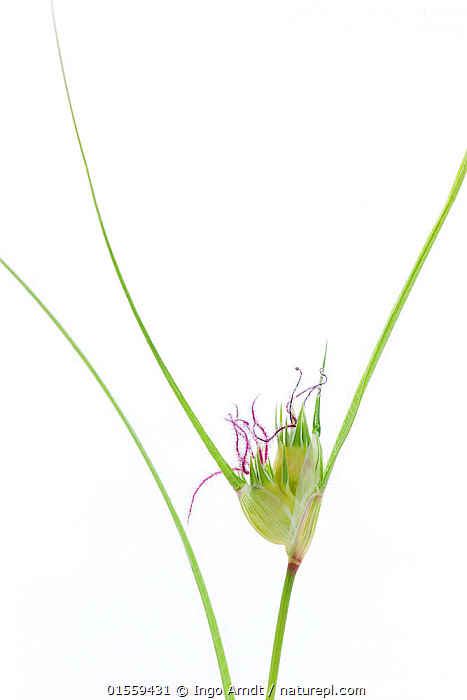 Stock photo of Buffalo grass (Buchloe dactyloides) female flower ...
