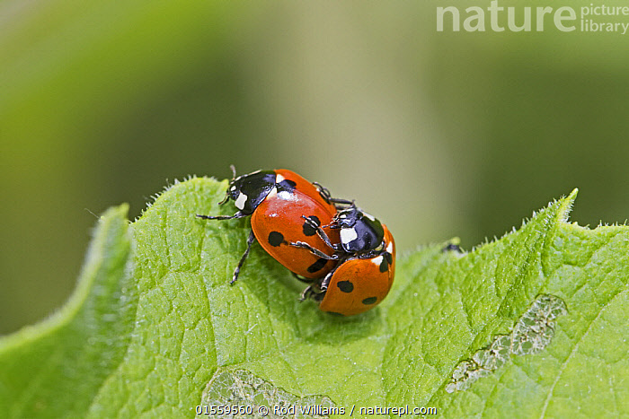 Stock photo of Seven spot ladybirds (Coccinella septempunctata) male ...