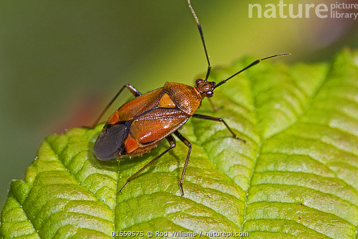 Stock photo of Capsid bug (Deraeocoris ruber) Brockley Cemetery ...