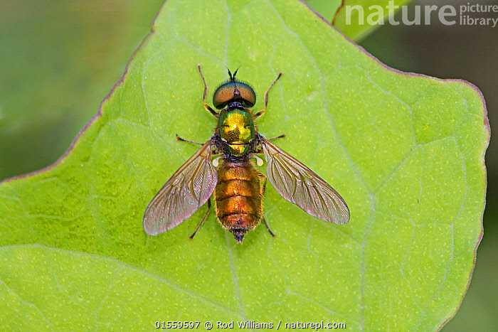 Stock photo of Broad centurion (Chloromyia formosa) male soldier fly ...