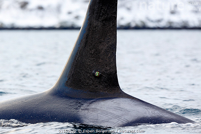Stock photo of Killer whale / Orca (Orcinus orca) male tagged with ...