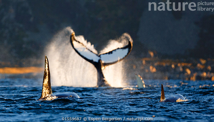Stock photo of Humpback whale (Megaptera novaeangliae) lobtailing ...