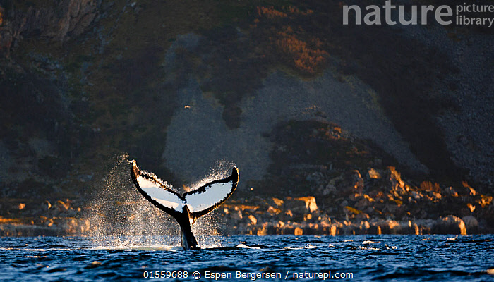 Stock photo of Humpback whale (Megaptera novaeangliae) lobtailing ...