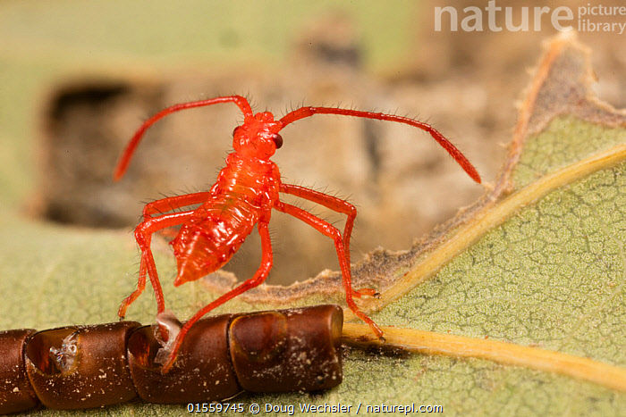 Stock photo of Leaf-footed bug (Leptoglossus sp) hatched from egg, Fort ...