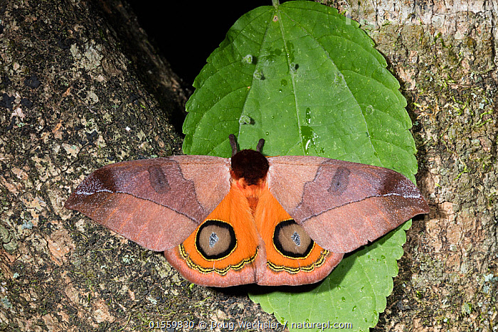 Stock photo of Moth (Automeris sp) with wings open showing eye spots ...