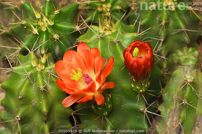 Stock photo of Claret Cup Cactus (Echinocereus triglochidiatus), flower ...