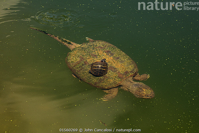 Stock photo of Painted turtle (Chrysemys scripta) eating algae off the ...