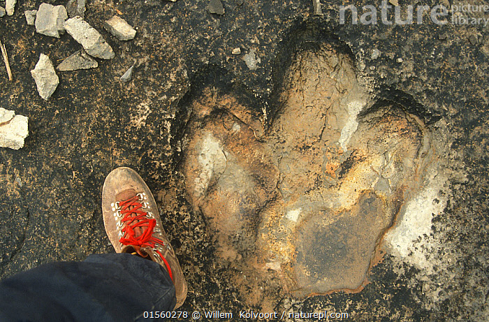 Stock photo of Dinosaur footprints, Kugitang Tau Range, Turkmenistan ...
