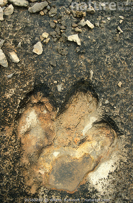 Stock photo of Dinosaur footprint, possibly Iguanodon, megalosaurus or ...