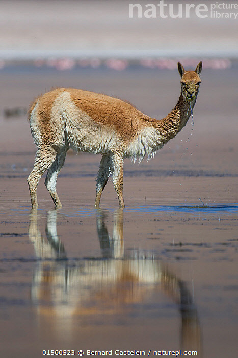 Stock photo of Vicuna (Vicugna vicugna) standing in Laguna Blanca ...