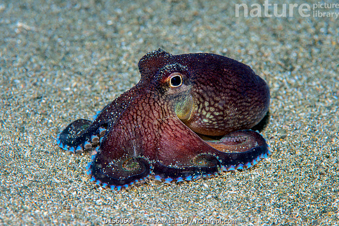 Stock photo of RF - Veined octopus (Amphioctopus marginatus) spreading ...