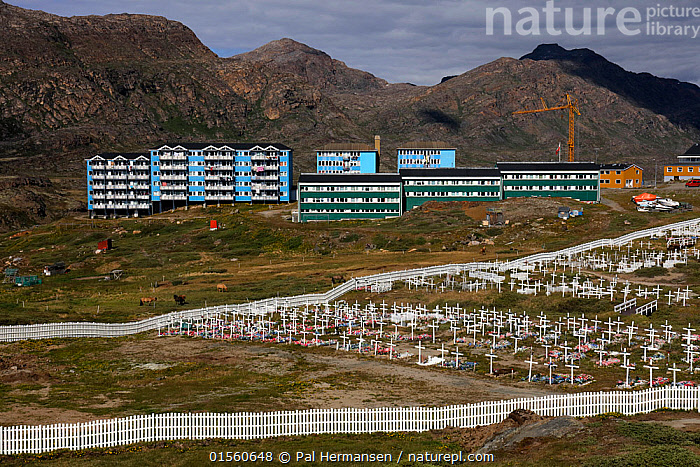 Stock photo of Sismiut town, Greenland, July 2016.. Available for sale ...
