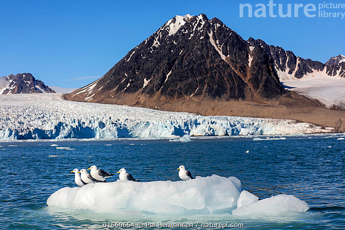 Stock photo of Kittiwakes (Rissa tridactyla) near glacier, Monaco ...