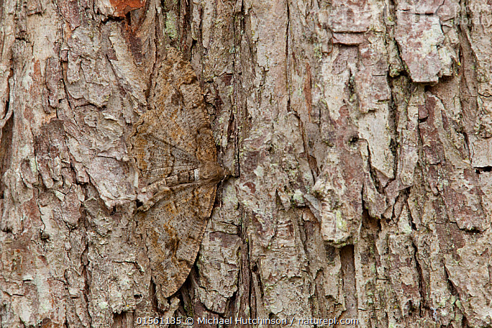Stock photo of Mottled beauty moth (Alcis repandata) camouflaged on ...