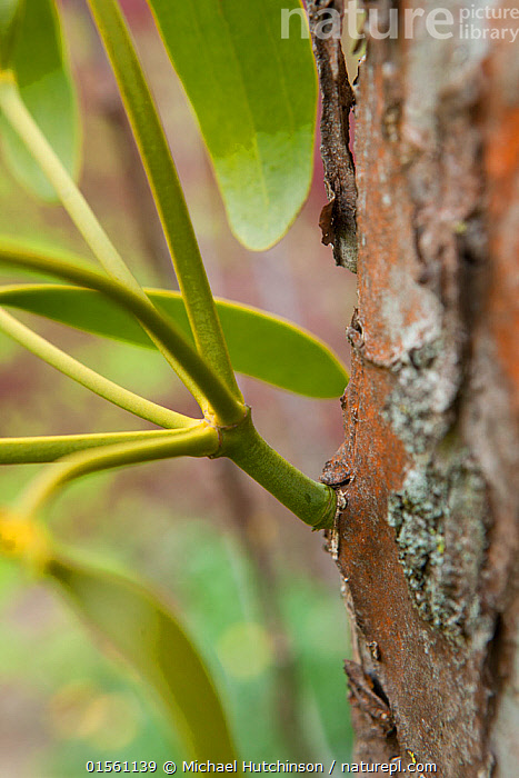 Stock photo of Mistletoe (Viscum alba) stem growing from Apple tree ...