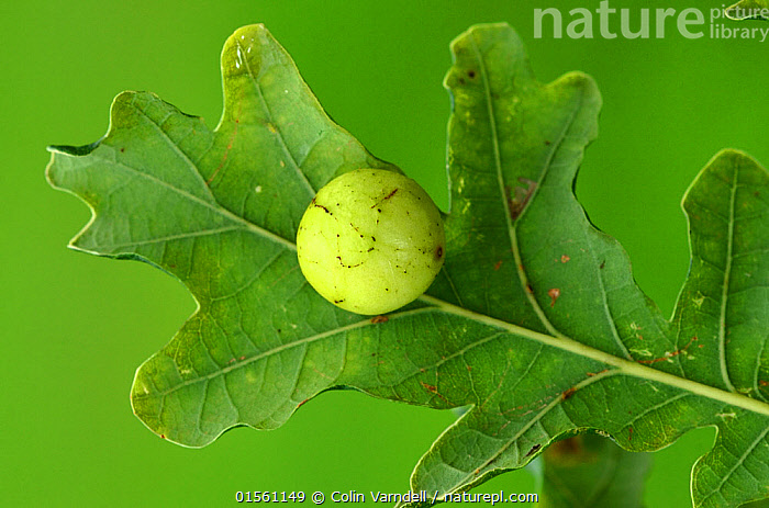 Stock photo of Cherry gall of the Gall wasp (Cynips quercusfolii) on ...