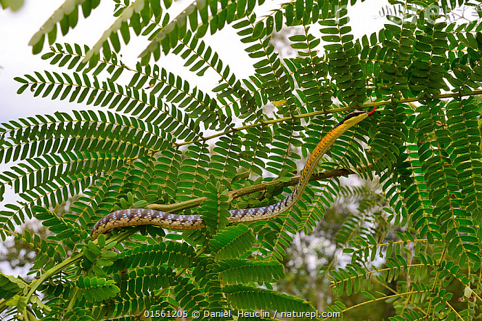 Stock photo of Painted bronzeback snake (Dendrelaphis pictus) in tree ...