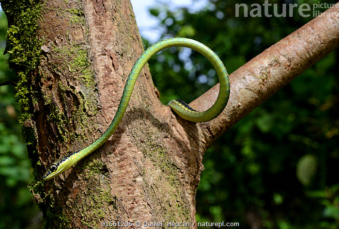 Painted Bronzeback Snake