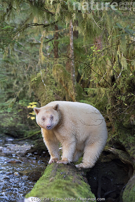 Stock photo of Spirit / Kermode bear (Ursus americanus kermodei) rare ...