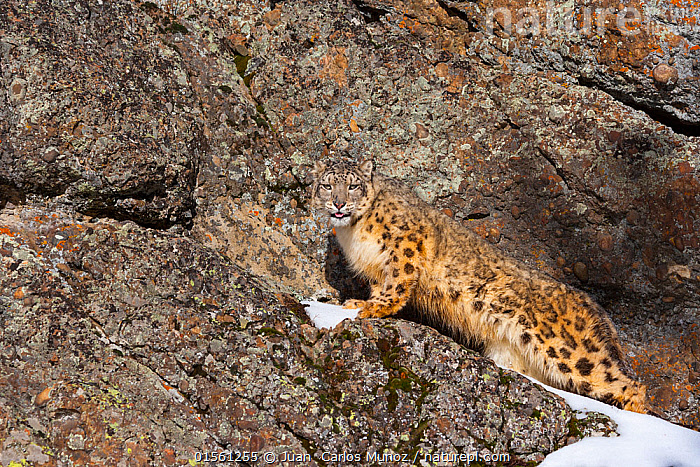 Stock photo of Snow leopard (Panthera uncia) captive,occurs in mountain ...