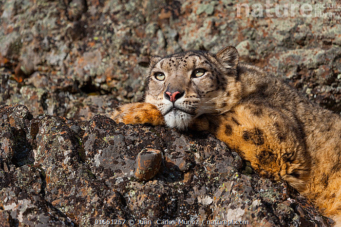 Stock photo of Snow leopard (Panthera uncia) captive,mountain ranges of ...