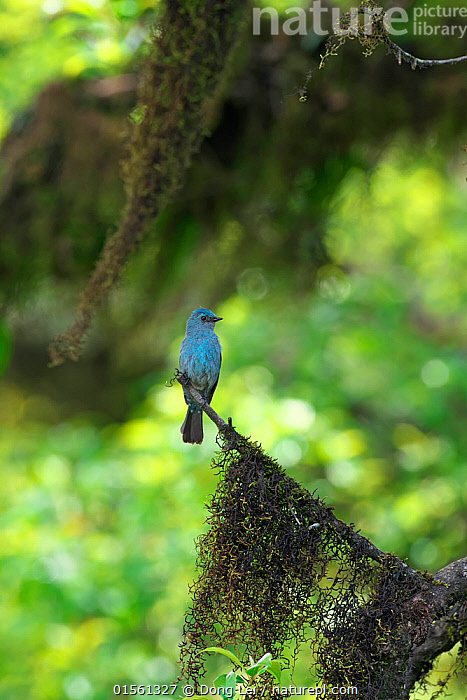Stock photo of Verditer flycatcher (Eumyias thalassina) Gaoligong ...