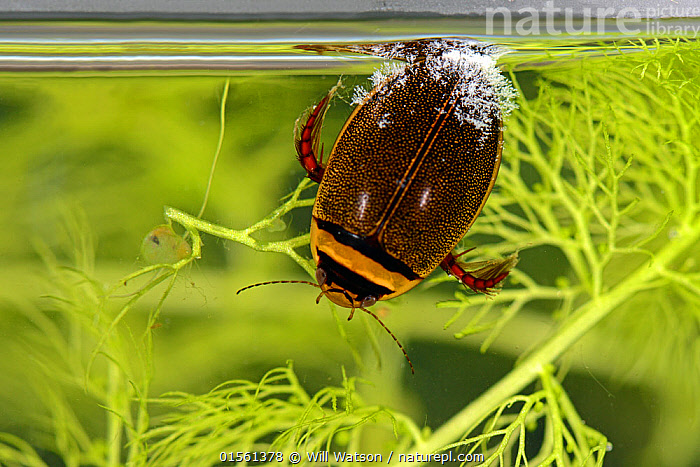 Stock photo of Diving beetle (Graphoderus cinereus) with Ciliates ...