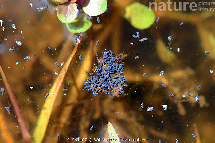 Stock photo of Water springtails (Podura aquatica) floating on surface ...