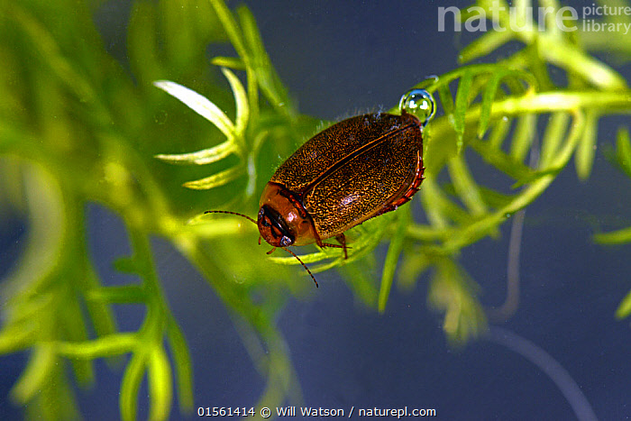 Stock photo of Diving Beetle (Rhantus exsoletus), Moccas Park National ...