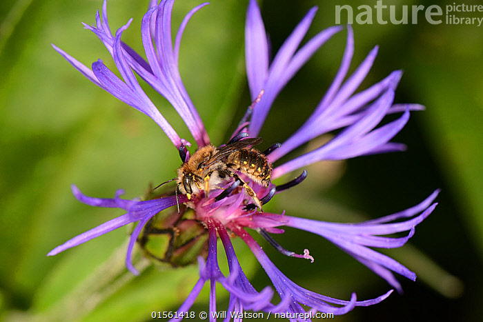 Stock photo of Male Wool-carder Bee (Anthidium manicatum) on Perennial ...