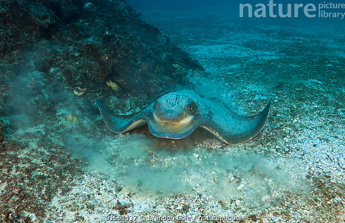Stock photo of Australian bull / Southern eagle ray (Myliobatis ...